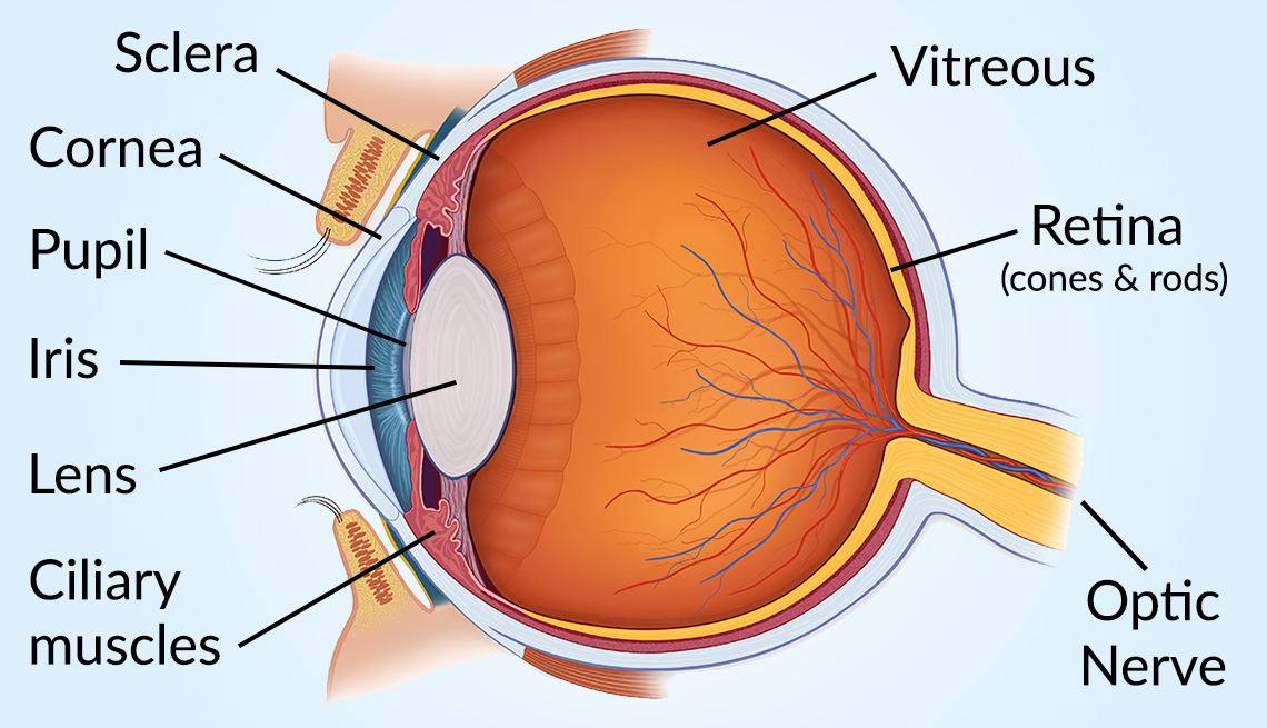 Vision And Eye Diagram How We See